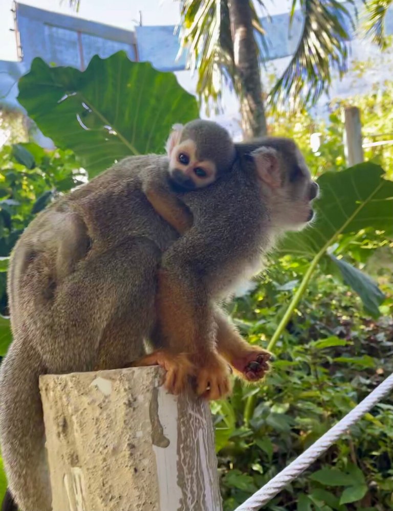 Monkey Jungle in El Choco National Park – Fun in Puerto Plata